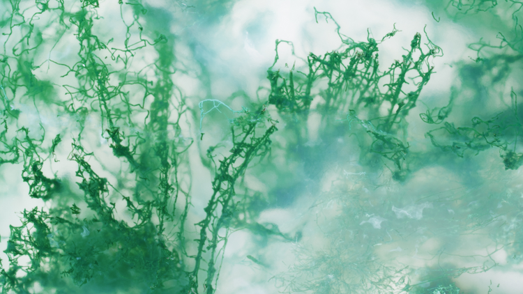 Everything You Need to Know About Moss Agate – Autumn Jade Studio